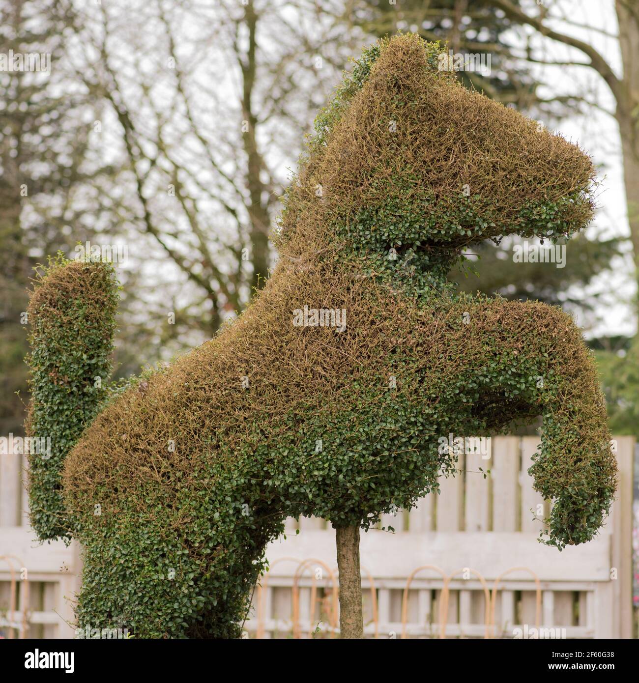 Pferdeform topiary -Fotos und -Bildmaterial in hoher Auflösung – Alamy