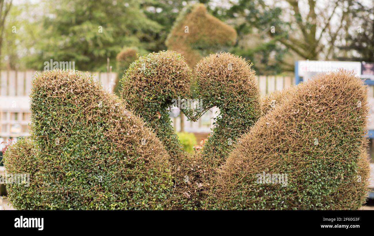 Topiary schwan -Fotos und -Bildmaterial in hoher Auflösung – Alamy