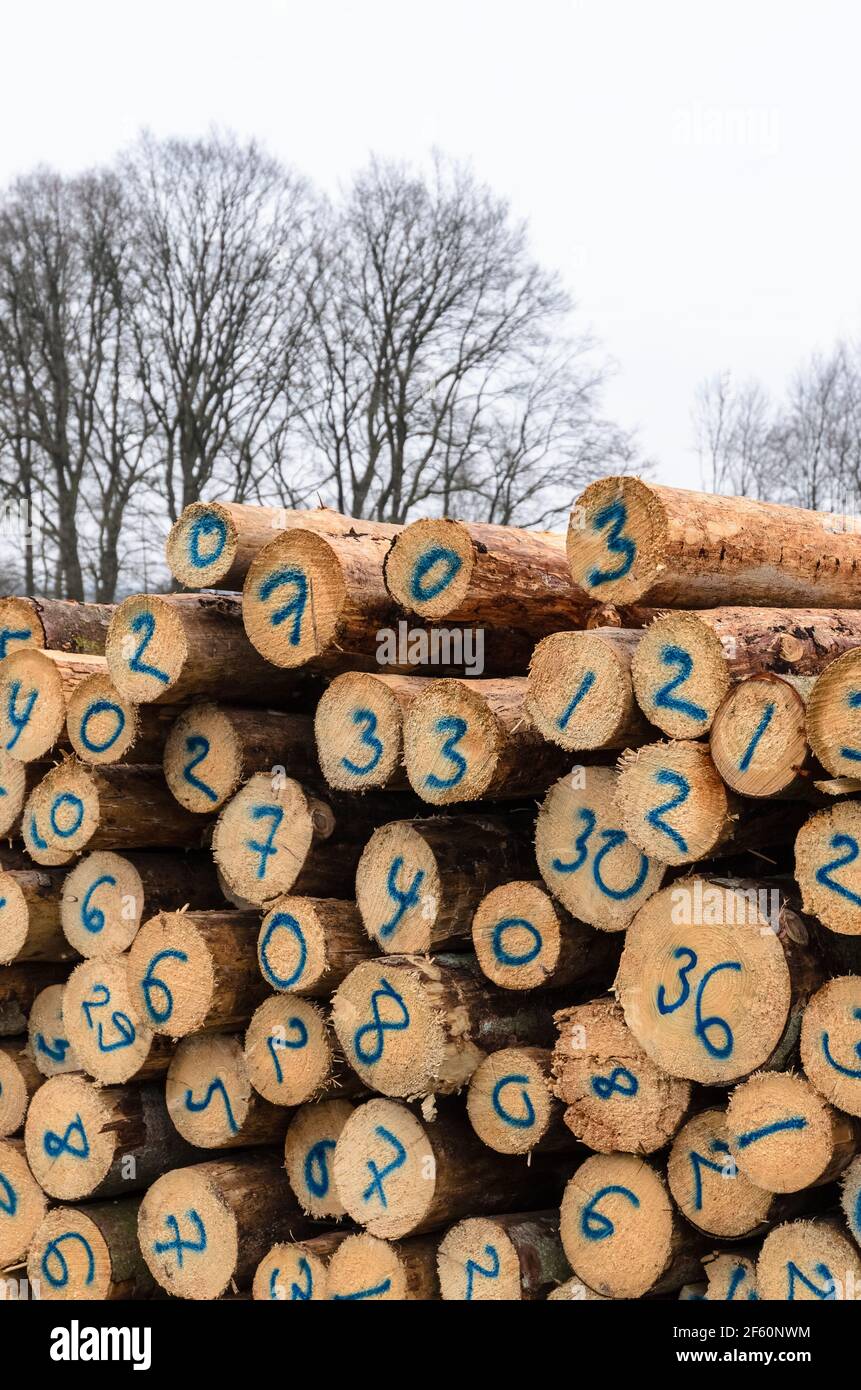 Nummerierte gefällte Bäume auf einem Holzhof oder Holzfällergelände ... Nummerierte gefällte Bäume auf einem Holzhof oder Holzfällergelände ...