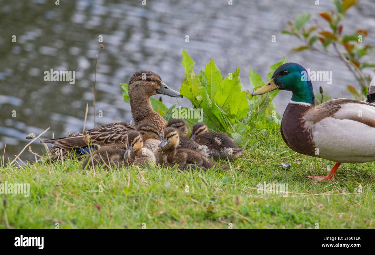 Enten familie -Fotos und -Bildmaterial in hoher Auflösung – Alamy