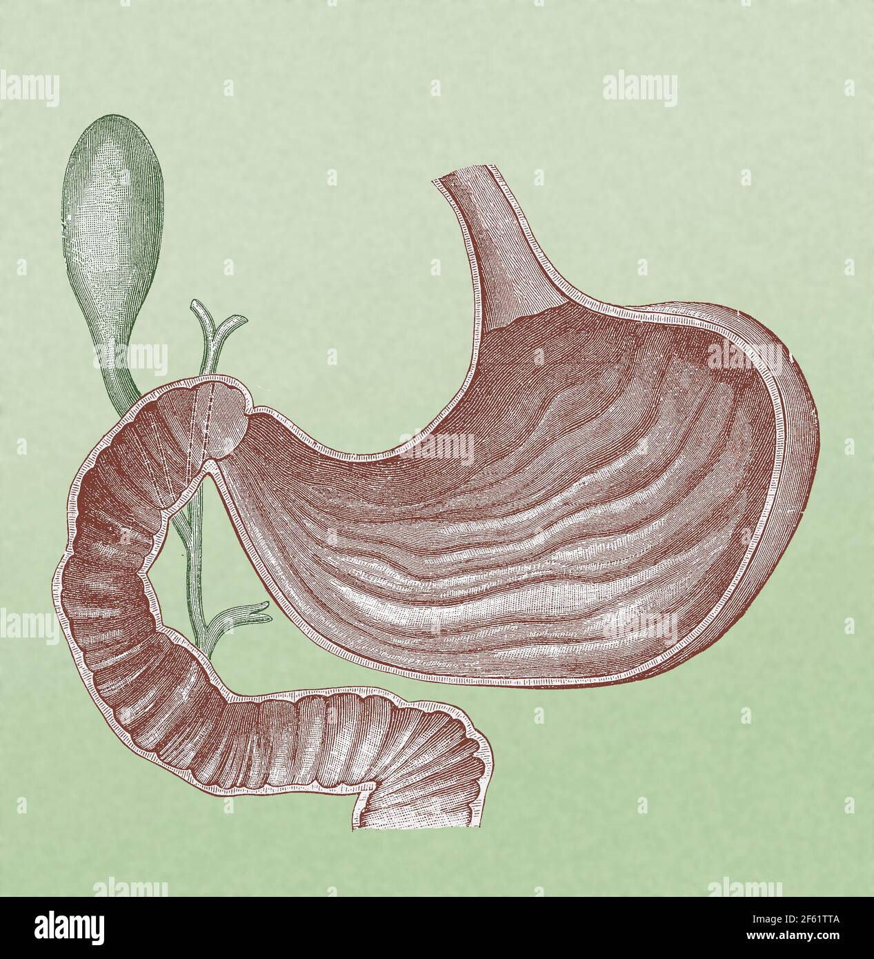 Bile duct -Fotos und -Bildmaterial in hoher Auflösung – Alamy