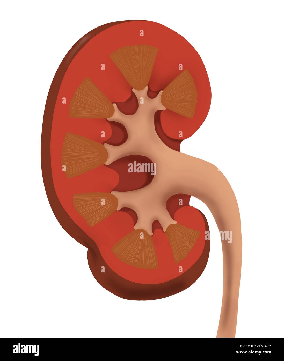 Nieren Nephron Stockfotos und -bilder Kaufen - Alamy