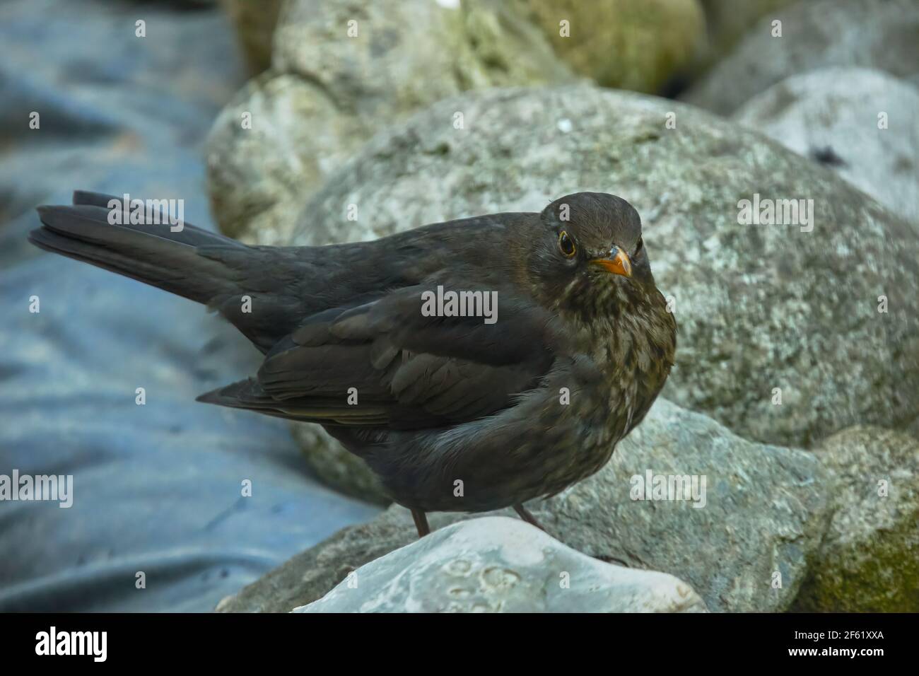 Die Amsel (Turdus merula) ist eine Art echter Drossel. Es wird auch die ...
