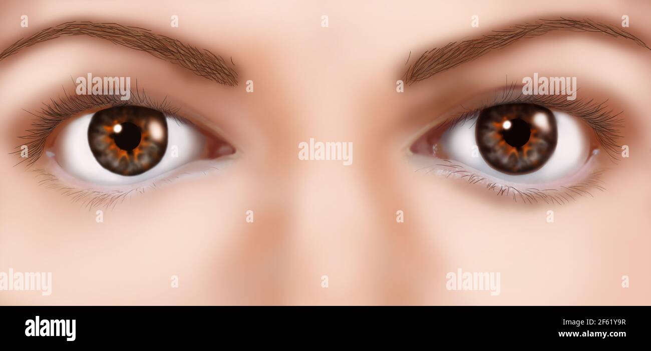 Anatomie des auges -Fotos und -Bildmaterial in hoher Auflösung – Alamy