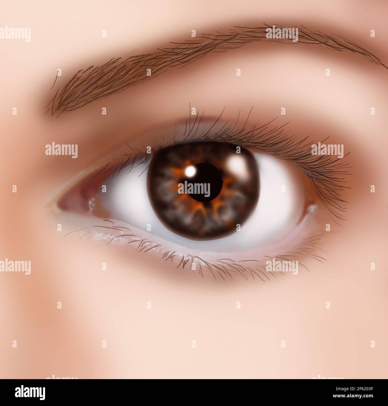 Anatomie des auges -Fotos und -Bildmaterial in hoher Auflösung – Alamy