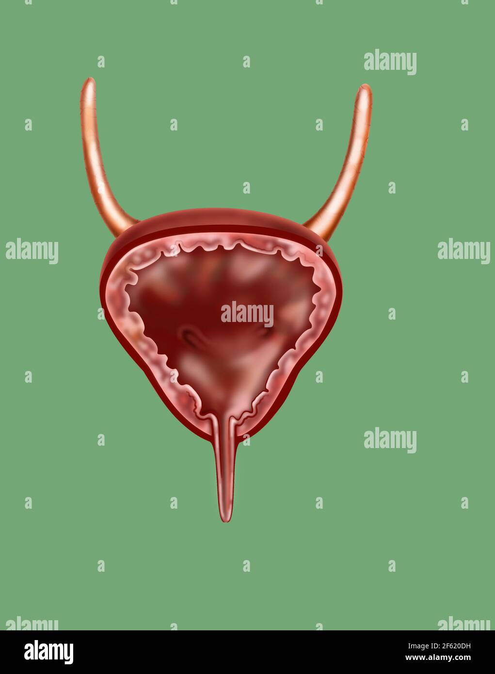 Bladder anatomy -Fotos und -Bildmaterial in hoher Auflösung – Alamy