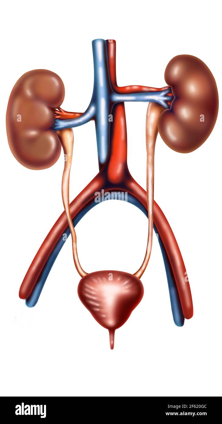 Anatomie der niere und der nebenniere -Fotos und -Bildmaterial in hoher ...