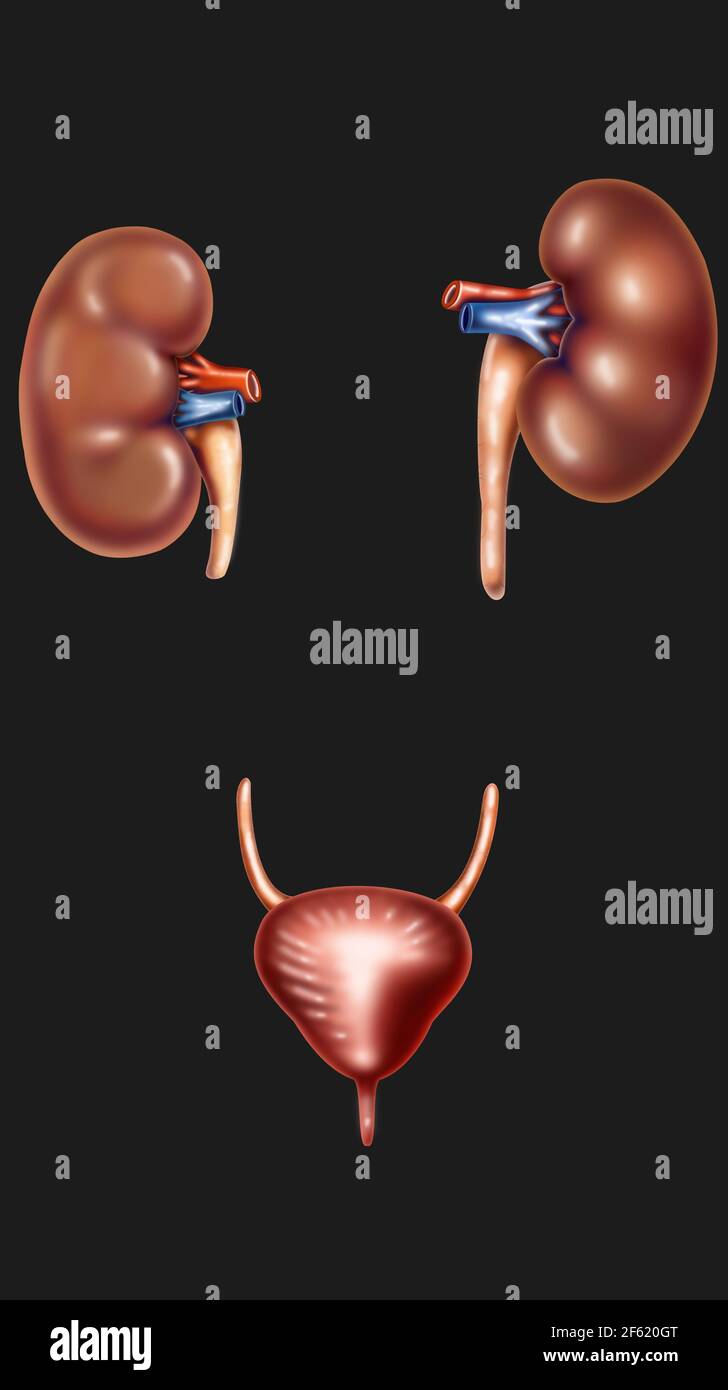 Ausscheidung im urin -Fotos und -Bildmaterial in hoher Auflösung – Alamy