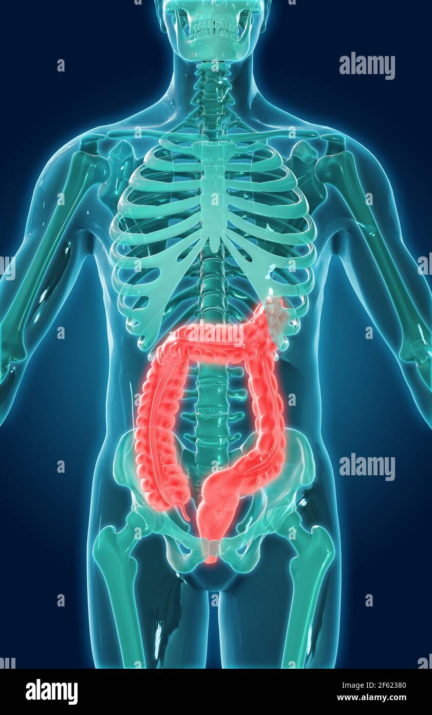 Anatomie des dickdarms -Fotos und -Bildmaterial in hoher Auflösung – Alamy