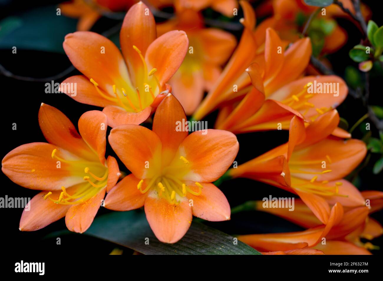 Bush lily -Fotos und -Bildmaterial in hoher Auflösung – Alamy