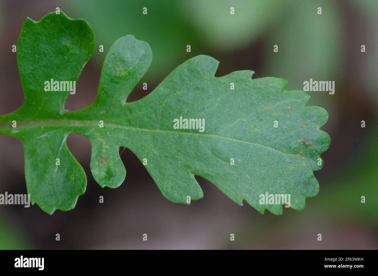 Rundblatt kreuzkraut -Fotos und -Bildmaterial in hoher Auflösung – Alamy