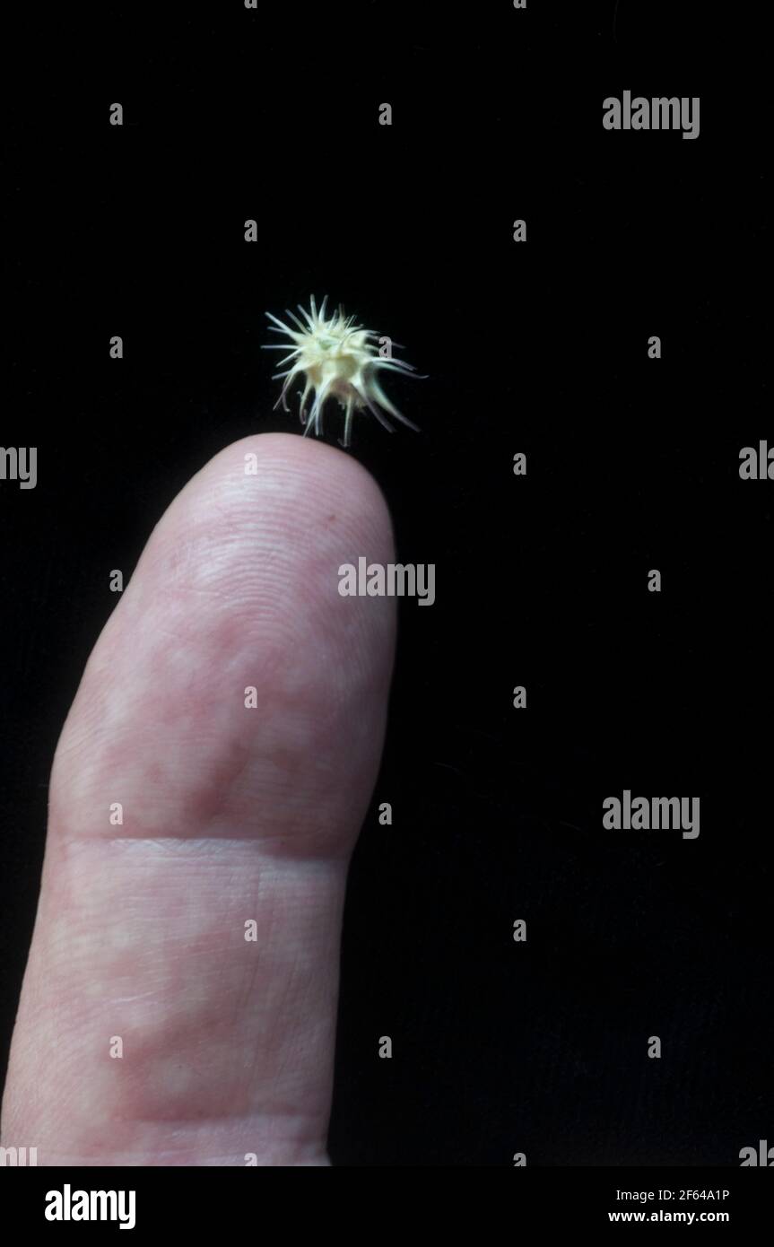 Ziegenkopf grat im finger stecken -Fotos und -Bildmaterial in hoher ...