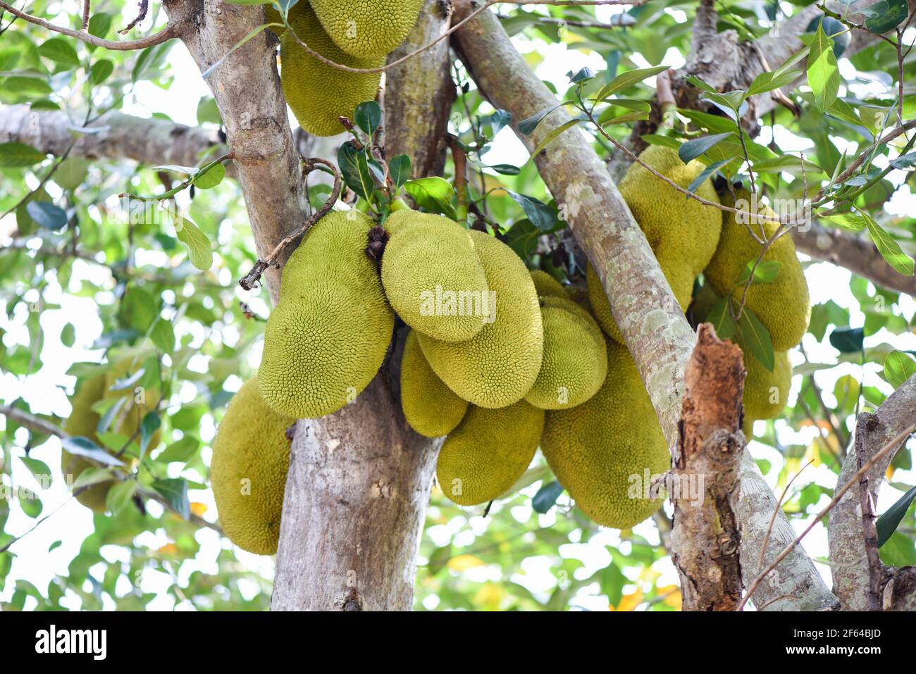 Jackfruit trees -Fotos und -Bildmaterial in hoher Auflösung – Alamy