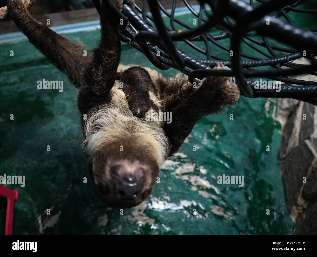 Hefei, Chinas Provinz Anhui. März 2021, 30th. Ein Faultier-Baby wird ...