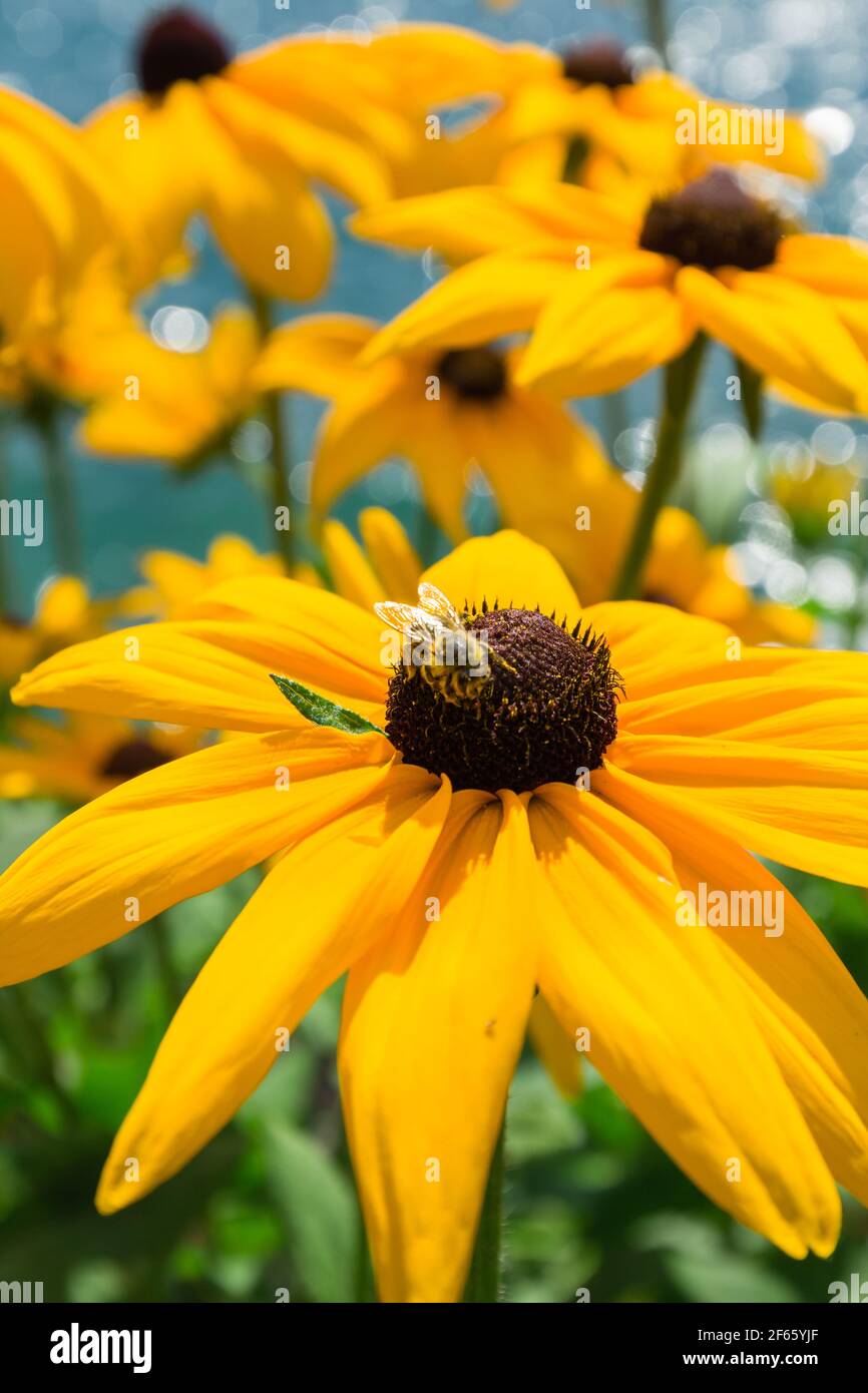 Rudbeckia staude -Fotos und -Bildmaterial in hoher Auflösung – Alamy