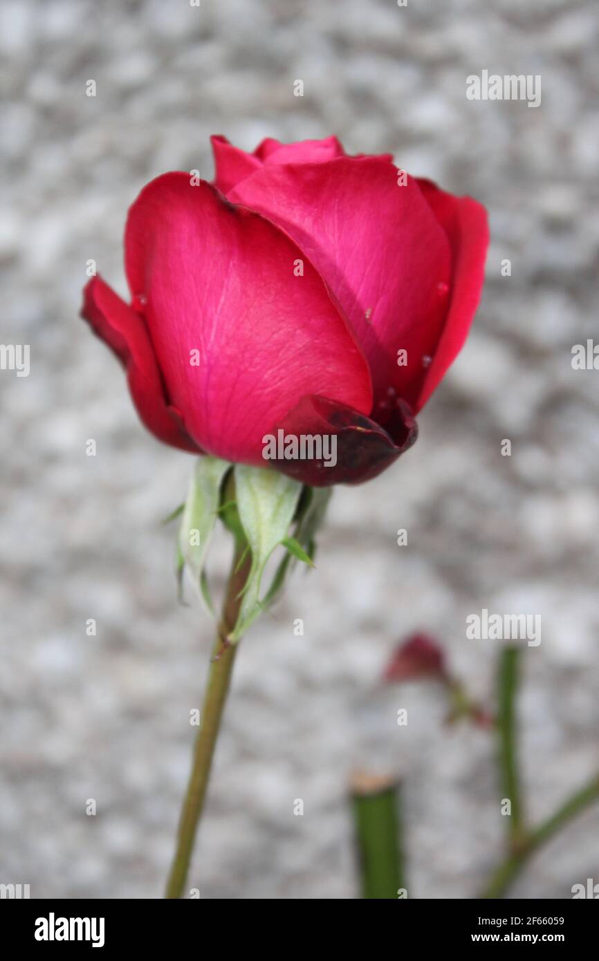 Liebes tropfen -Fotos und -Bildmaterial in hoher Auflösung – Alamy