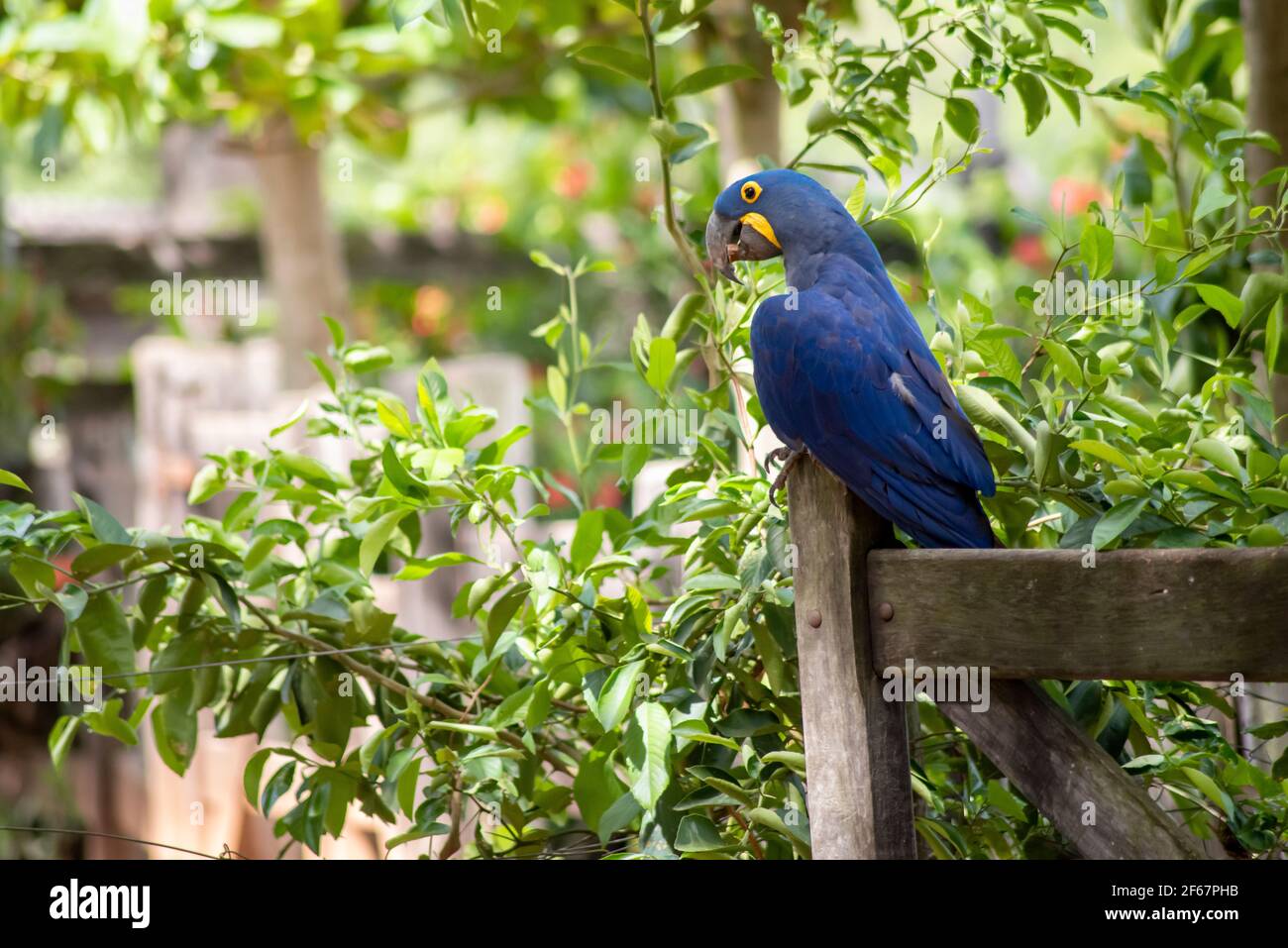 Hyazinth ara -Fotos und -Bildmaterial in hoher Auflösung – Alamy