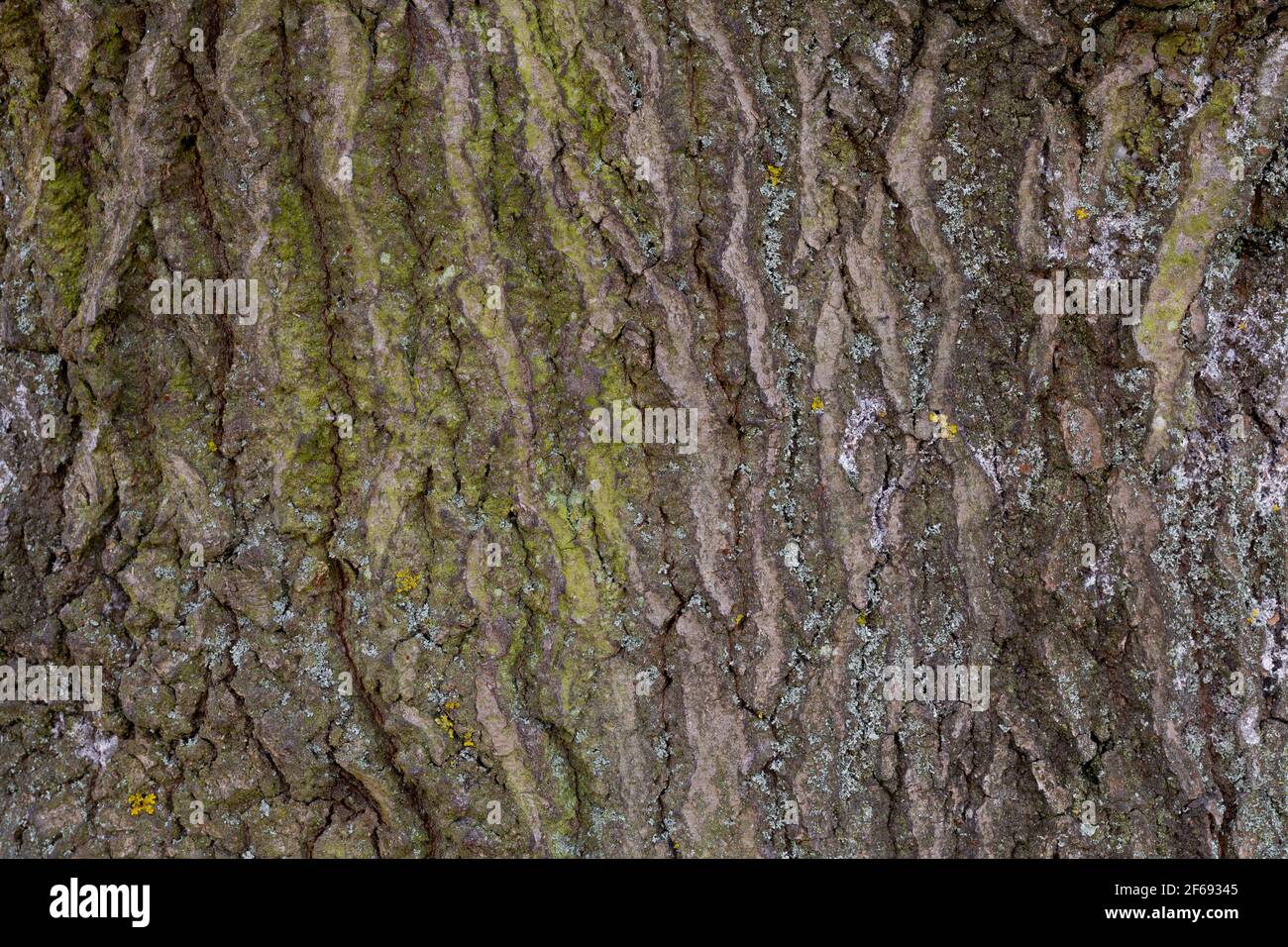 Quercus robur bark Stockfotos und -bilder Kaufen - Alamy