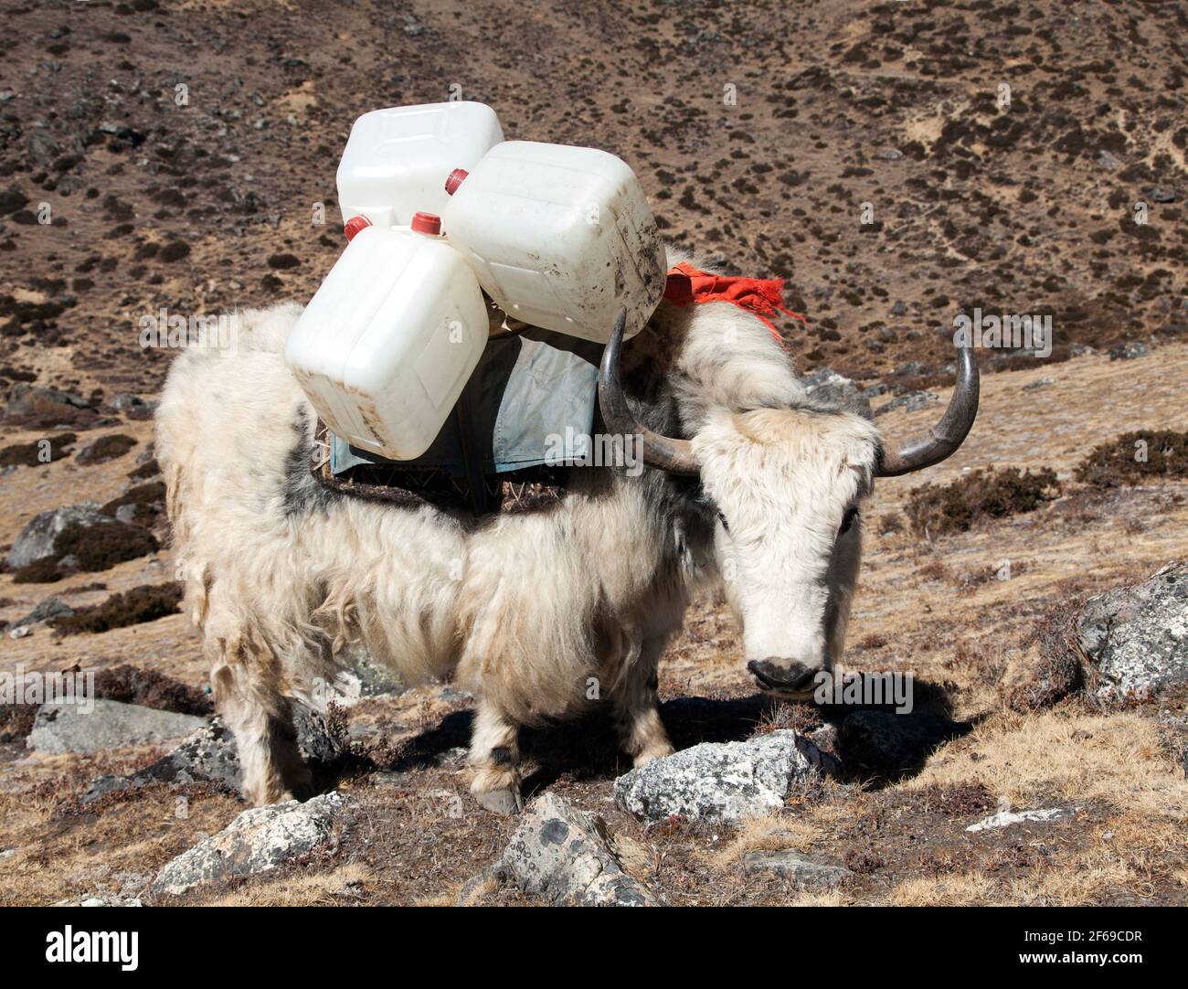 Bos mutus schnee -Fotos und -Bildmaterial in hoher Auflösung – Alamy