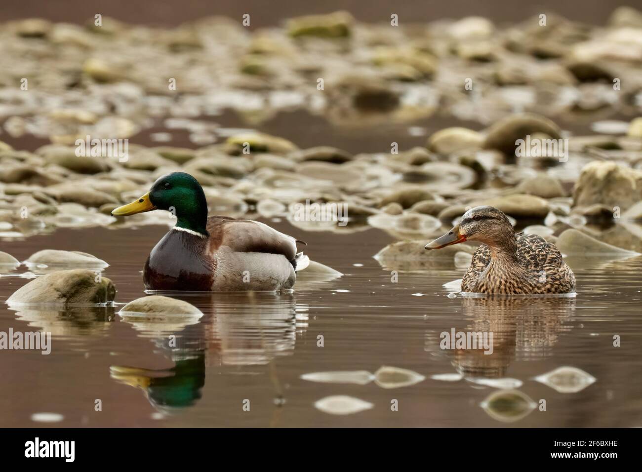 Enten erpel -Fotos und -Bildmaterial in hoher Auflösung – Alamy