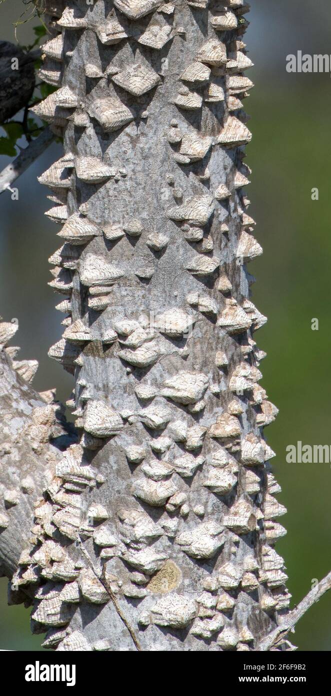 Ash bark tree -Fotos und -Bildmaterial in hoher Auflösung – Alamy