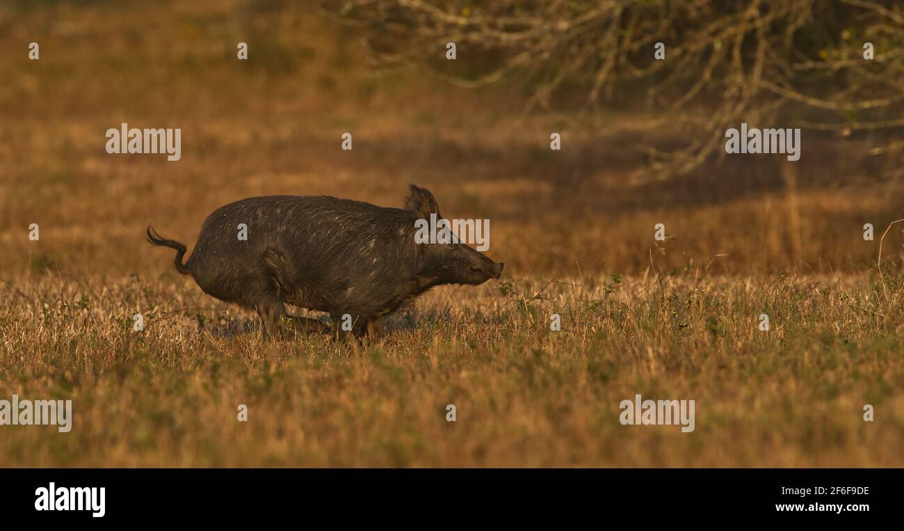 Sow large black pig -Fotos und -Bildmaterial in hoher Auflösung – Alamy
