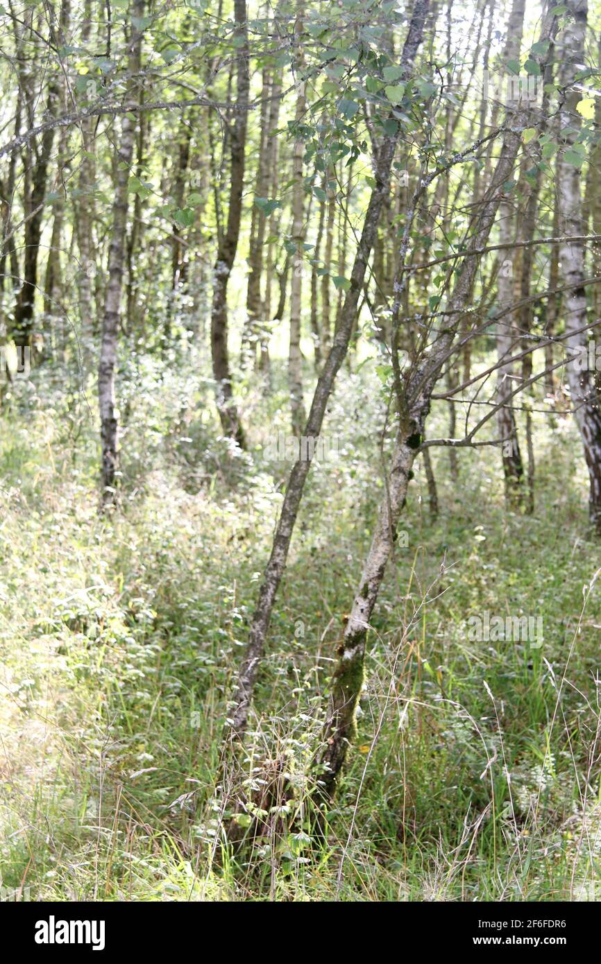 Dickes unterholz -Fotos und -Bildmaterial in hoher Auflösung – Alamy