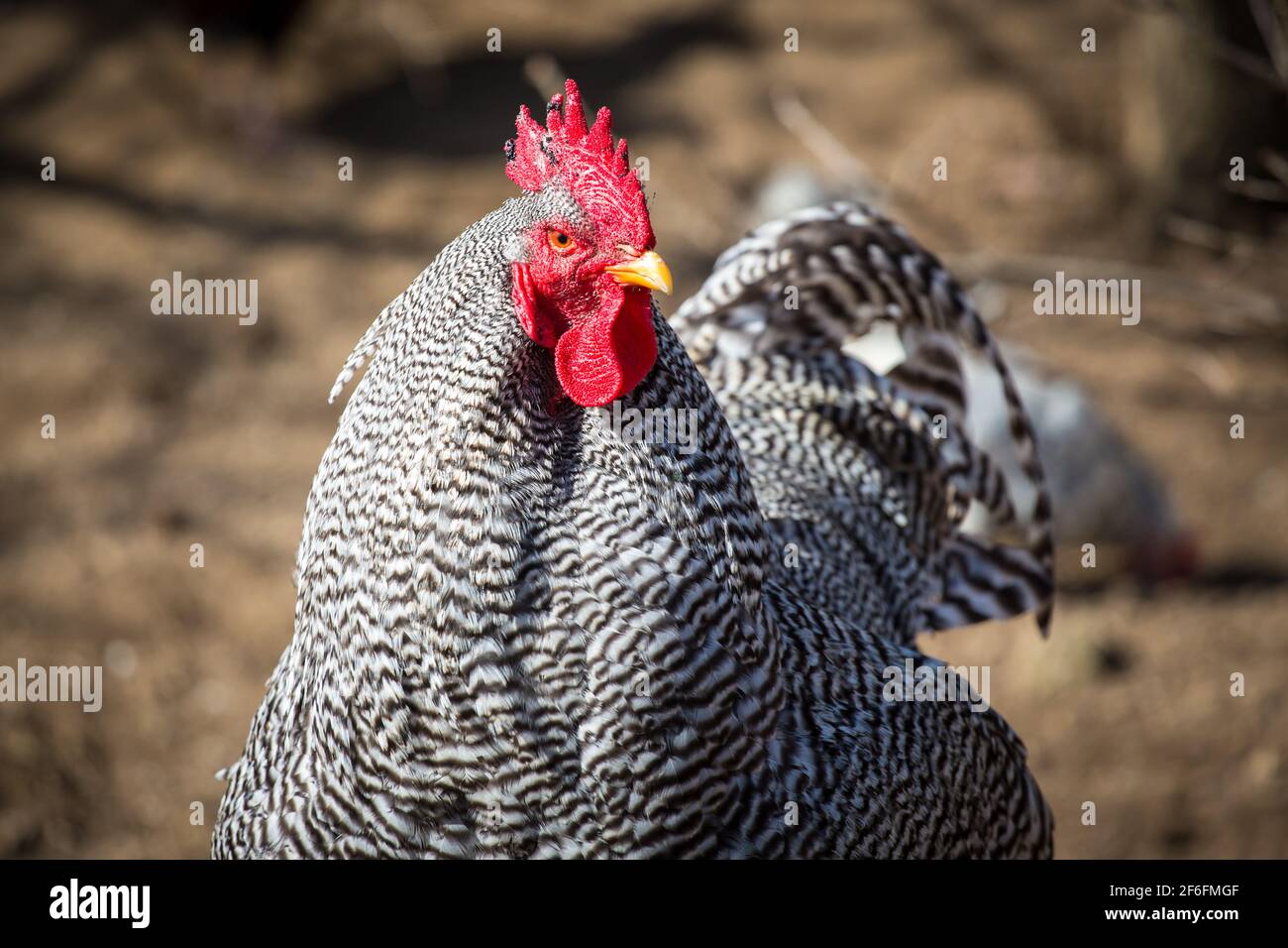 Schwarzweiss Hahn Stockfotos und -bilder Kaufen - Alamy