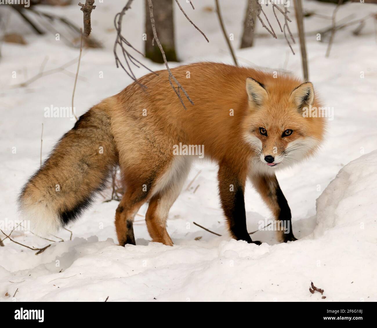 Rotfuchs postkarte tierfoto -Fotos und -Bildmaterial in hoher Auflösung ...