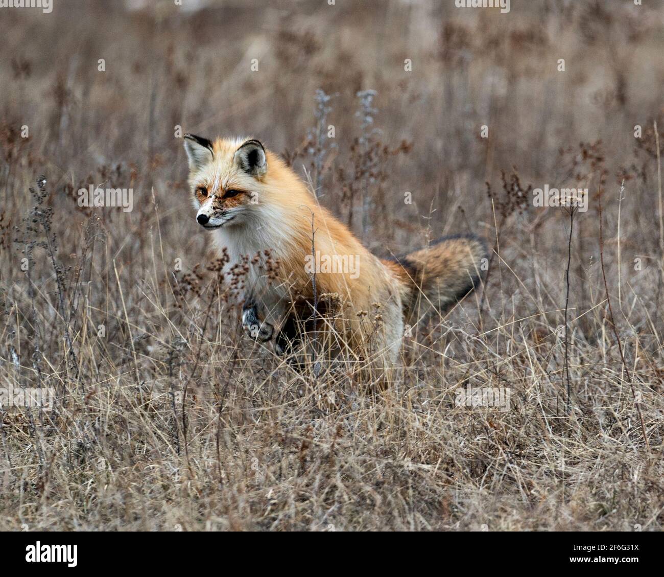 Fuchs profilbild -Fotos und -Bildmaterial in hoher Auflösung – Alamy