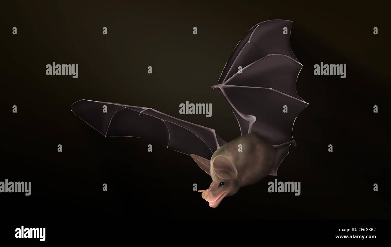 Spektrale Fledermaus, Vampyrum-Spektrum. Große falsche Vampirfledermaus ...