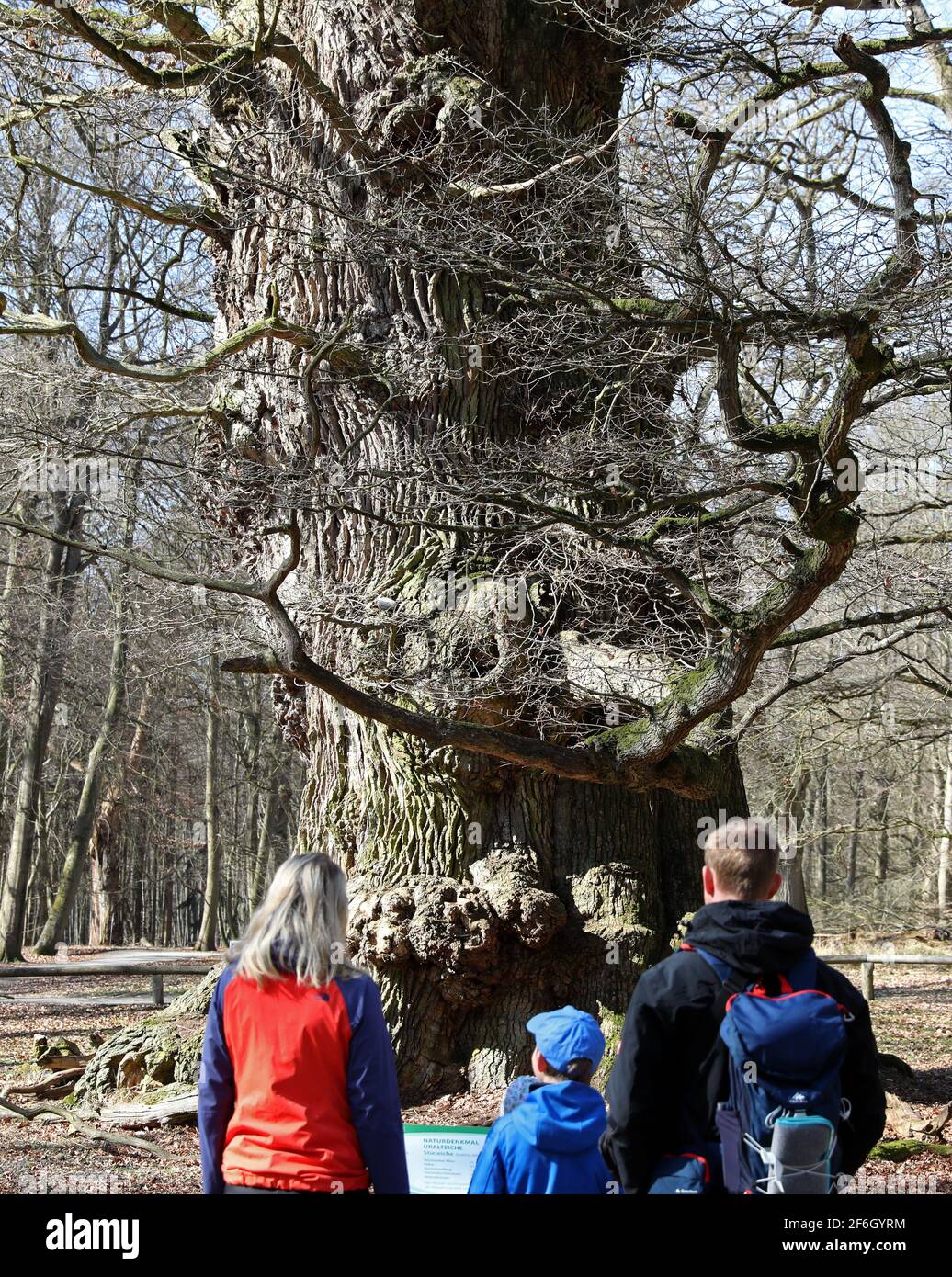 1000 jahre alte eichen -Fotos und -Bildmaterial in hoher Auflösung – Alamy