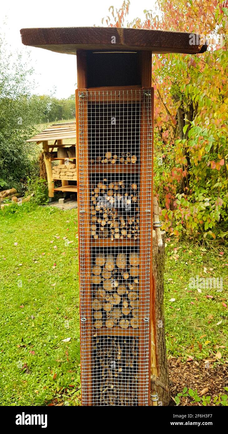 Spannende Fliegen Nisten Im Holz Bild