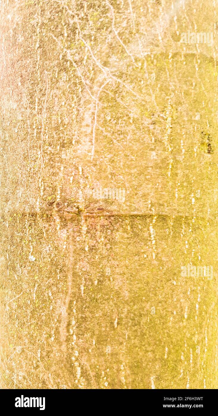 Natur baumrinde -Fotos und -Bildmaterial in hoher Auflösung – Alamy