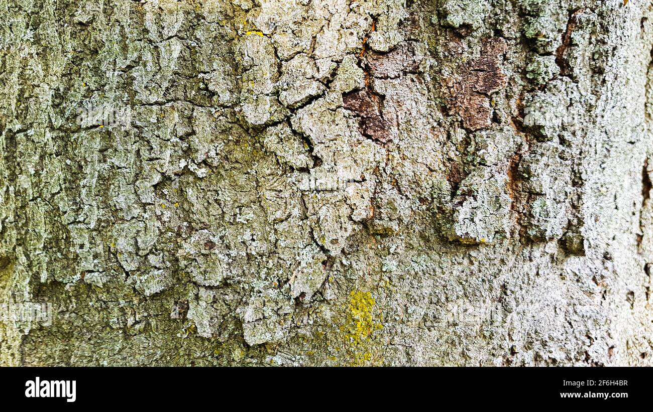 Nachhaltiges holz -Fotos und -Bildmaterial in hoher Auflösung – Alamy