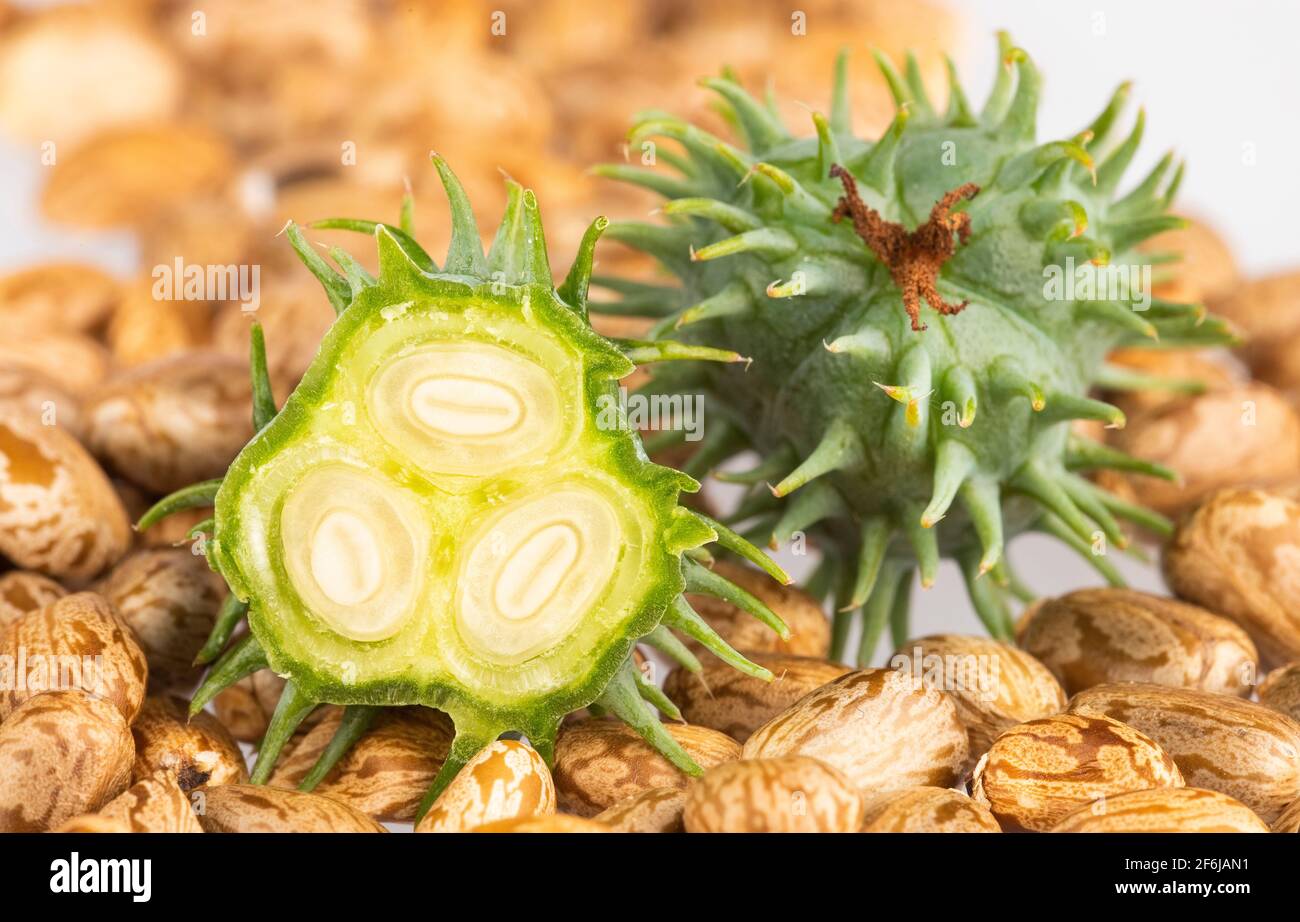 Rizinus ernte -Fotos und -Bildmaterial in hoher Auflösung – Alamy