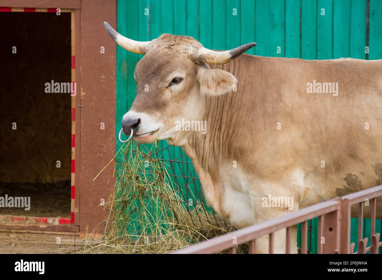 Head horns brown swiss cow -Fotos und -Bildmaterial in hoher Auflösung ...