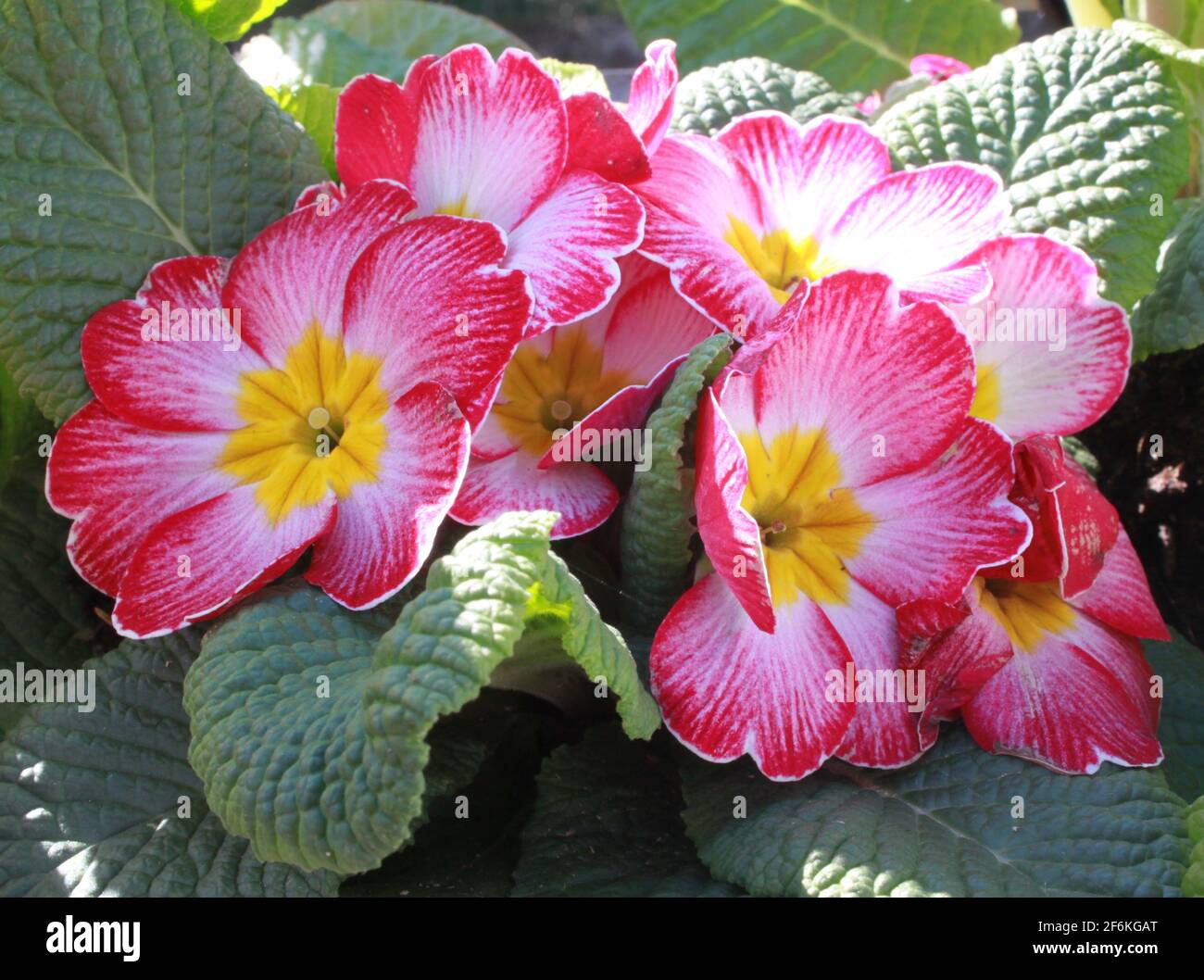 Primeln, Die Sich Im Sonnenschein Aalen Stockfotos und -bilder Kaufen ...