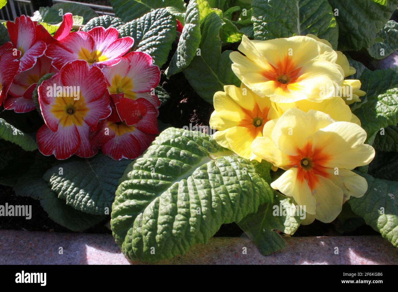 Primeln, Die Sich Im Sonnenschein Aalen Stockfotos und -bilder Kaufen ...