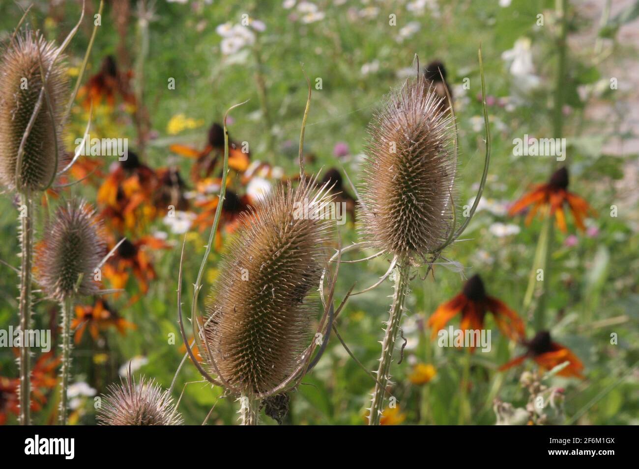 Disteln, carduus nutans, asteraceae, Blütendisteln, Blüten Disteln ...