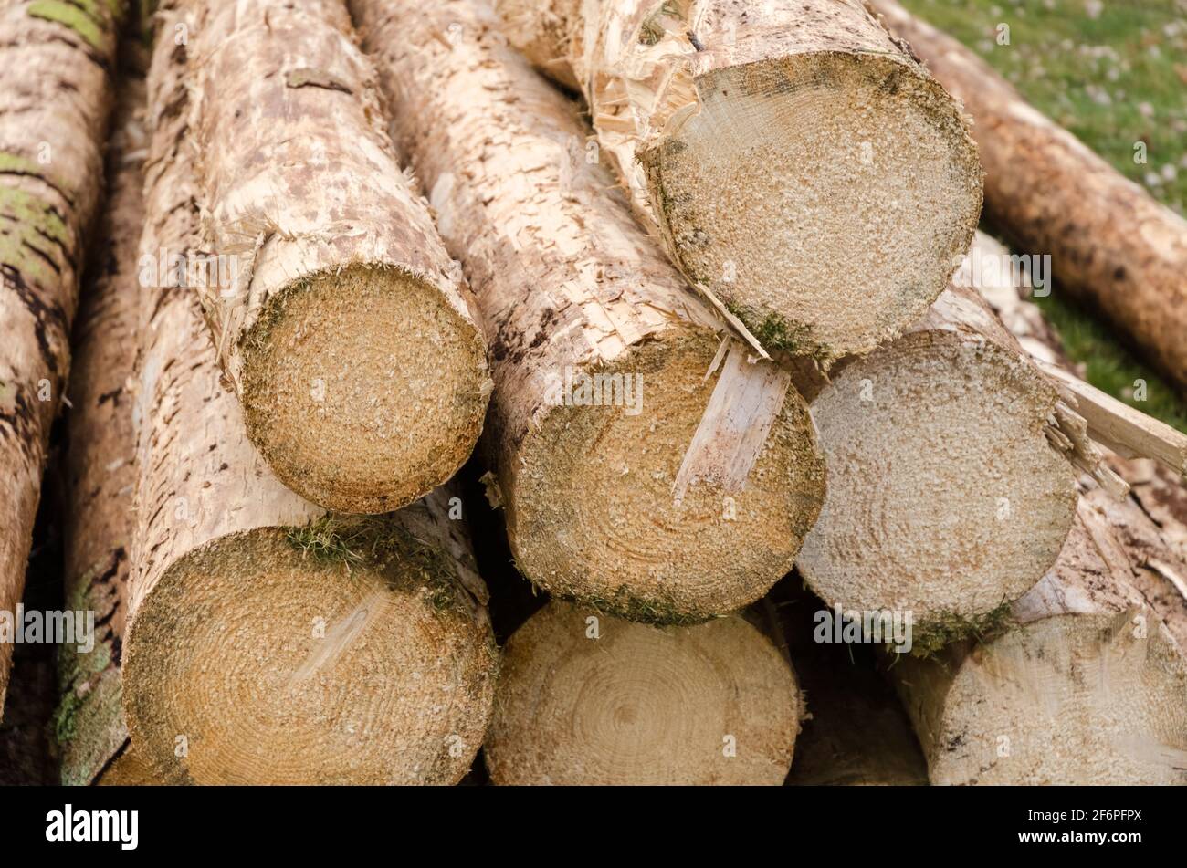 Gefällte Bäume auf einem Holzhof mit durchschnittenem Wachstumsring ... Gefällte Bäume auf einem Holzhof mit durchschnittenem Wachstumsring ...