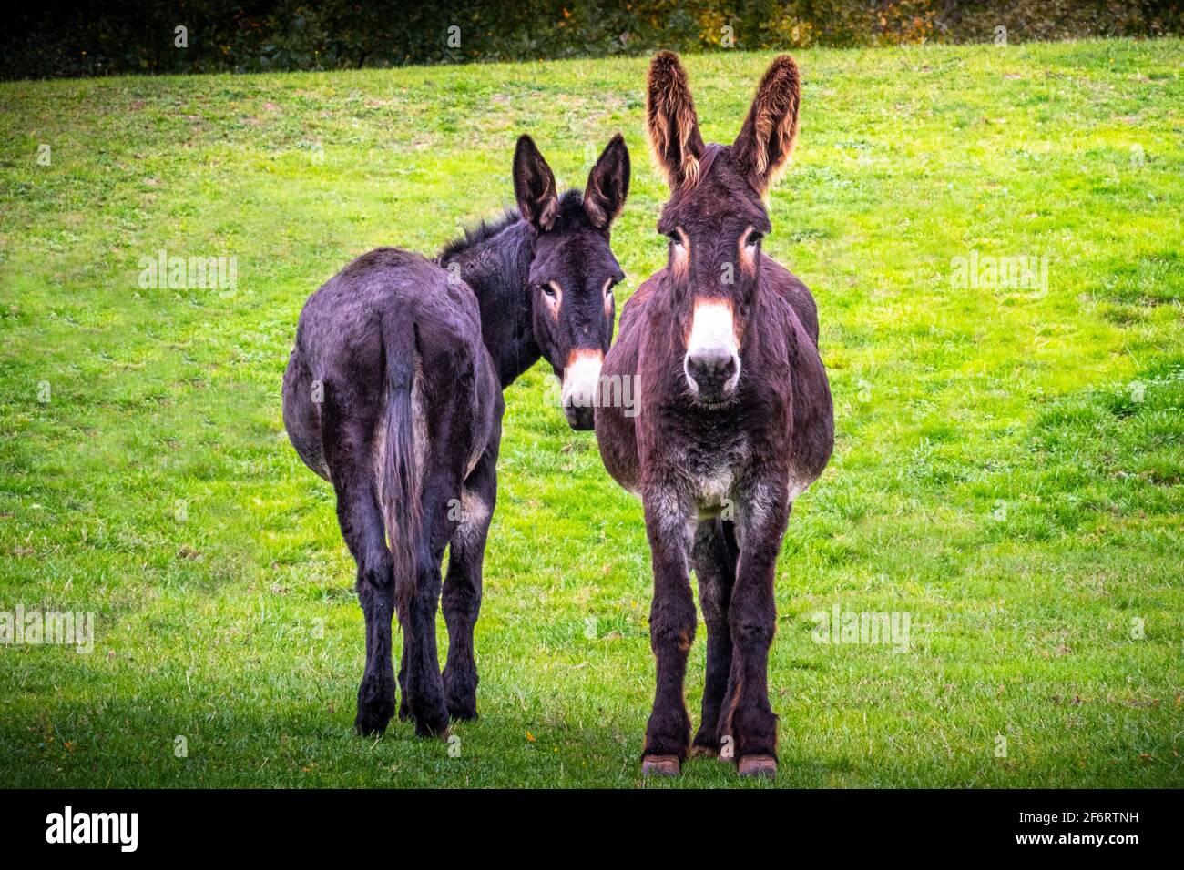 Esel in frankreich -Fotos und -Bildmaterial in hoher Auflösung – Alamy