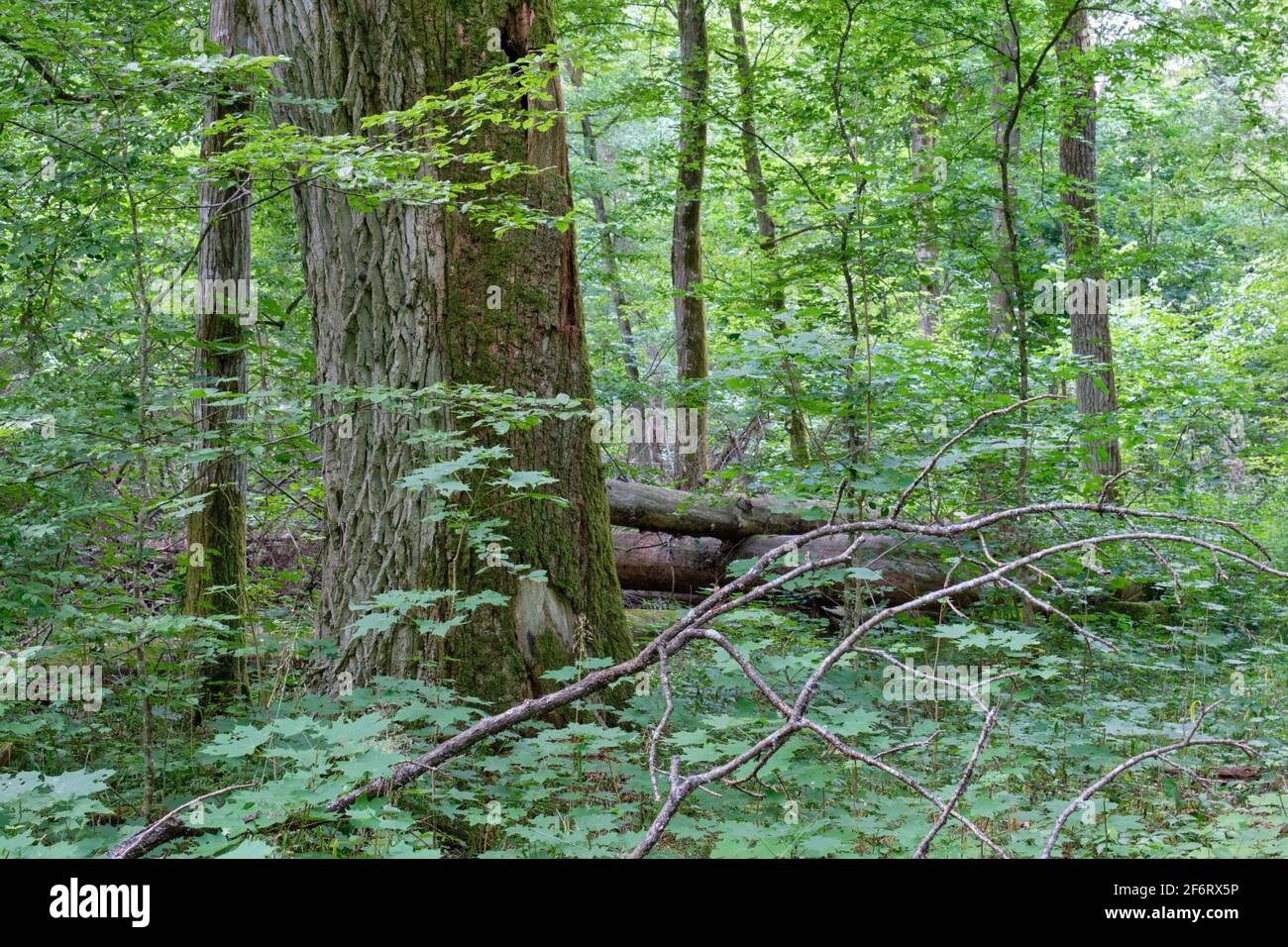 Baum im urwald -Fotos und -Bildmaterial in hoher Auflösung – Alamy