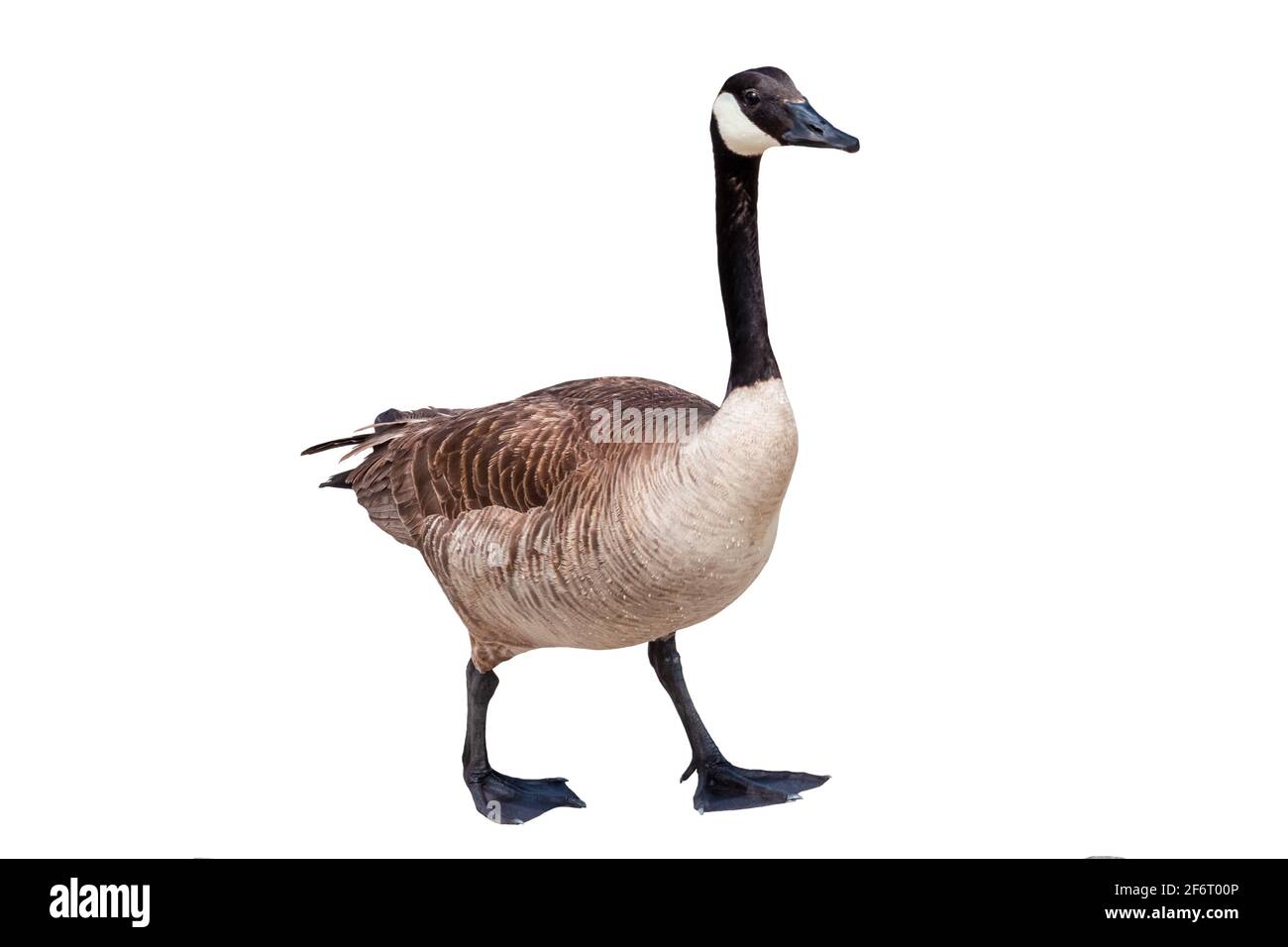 Gans hintergrund -Fotos und -Bildmaterial in hoher Auflösung – Alamy