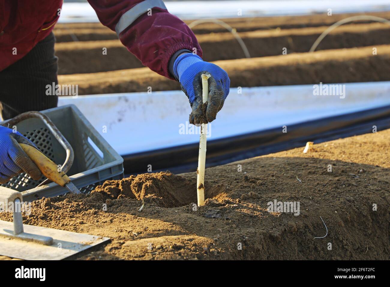 Spargel ernte -Fotos und -Bildmaterial in hoher Auflösung – Alamy