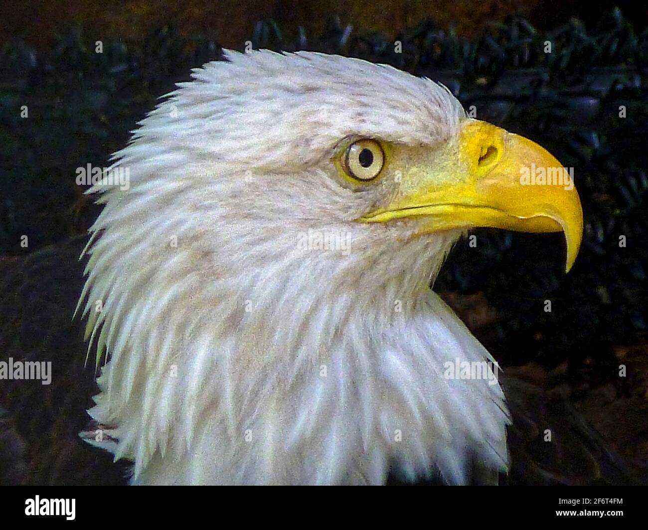 Kopf eines raubvogels -Fotos und -Bildmaterial in hoher Auflösung – Alamy