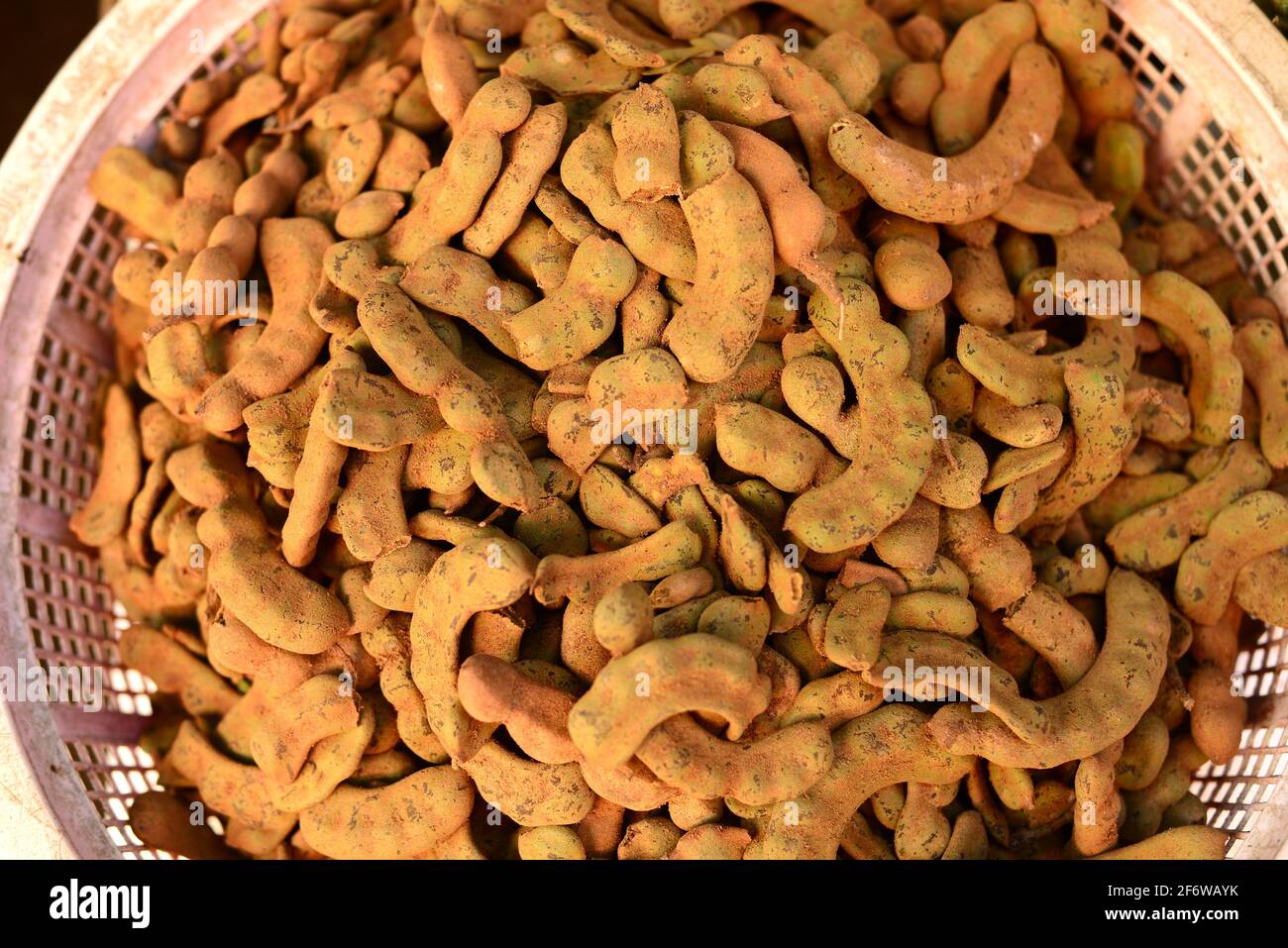 Tamarindus indicus -Fotos und -Bildmaterial in hoher Auflösung – Alamy