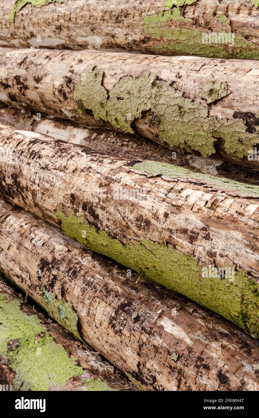 Gefällte Bäume auf einem Holzhof, Seitenansicht von vielen Baumstämmen ... Gefällte Bäume auf einem Holzhof, Seitenansicht von vielen Baumstämmen ...