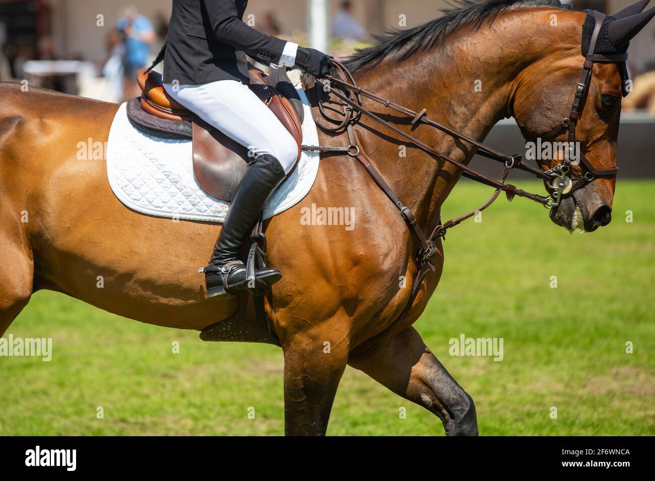Sport reiten -Fotos und -Bildmaterial in hoher Auflösung – Alamy