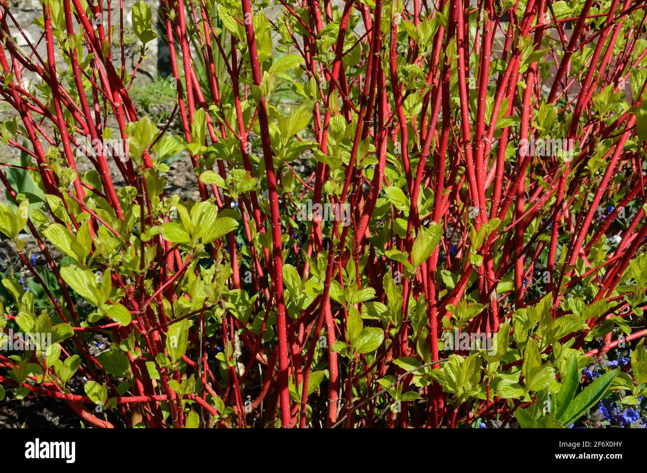 Cornus alba sibirica -Fotos und -Bildmaterial in hoher Auflösung ...